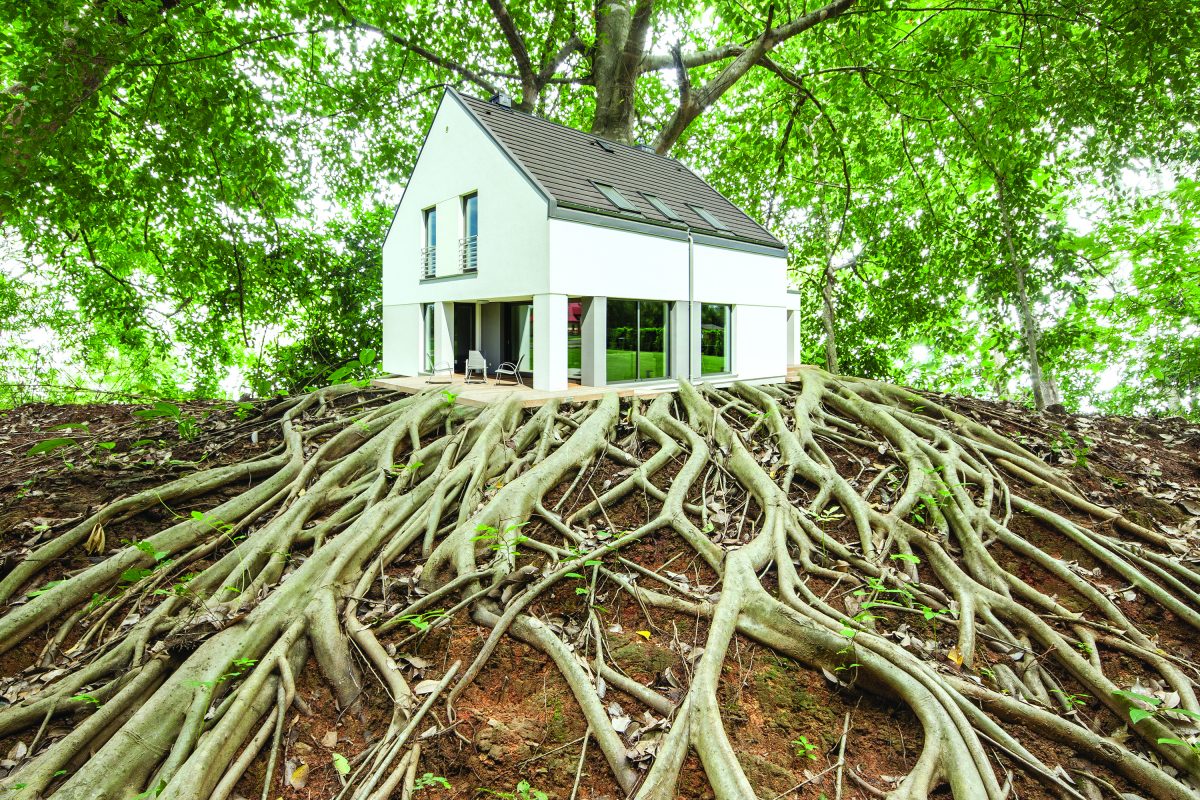 Root of banyan tree. - Building